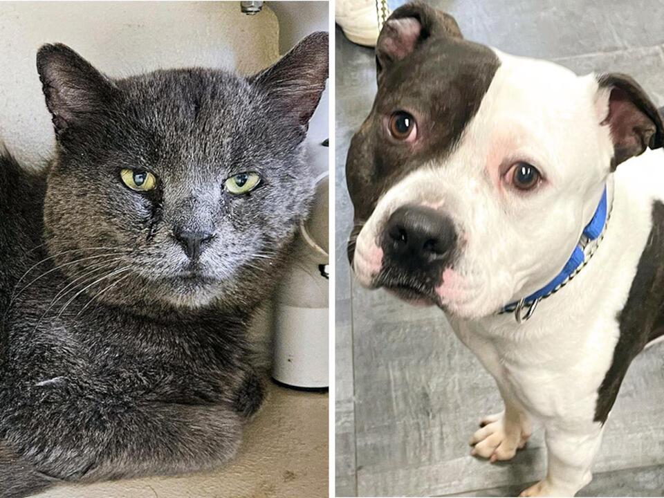 Pets of the week: Mr. Moon is easy going. Capone loves to fetch a ball