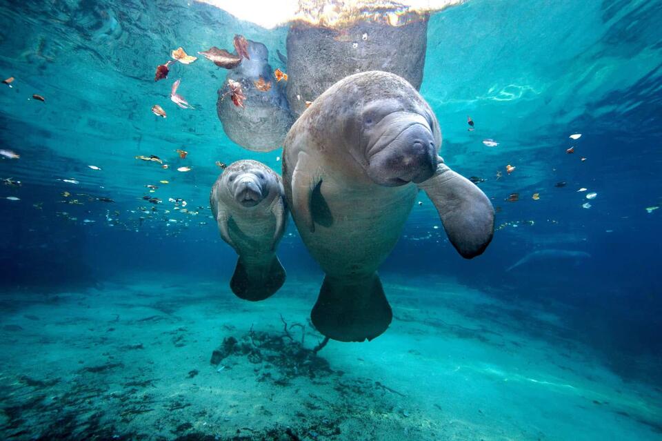 Meet Sara, the Supersized Florida Manatee That Weighs More Than a ...
