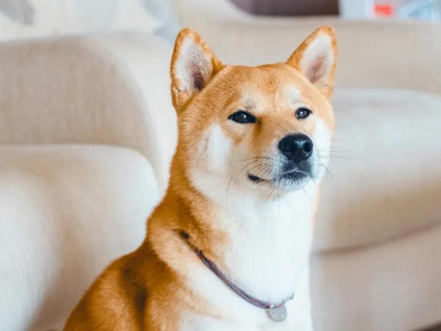 The Best Japanese Dog Names for Your Pet