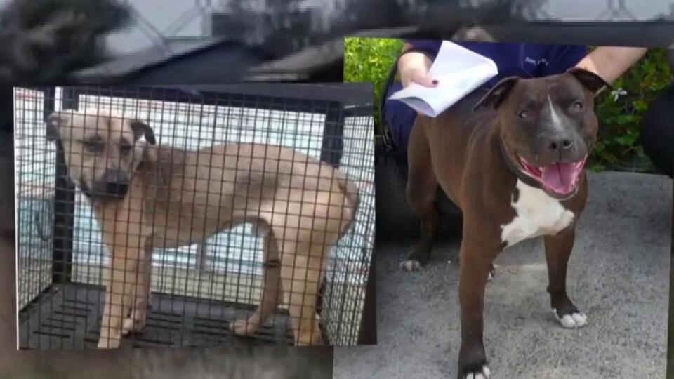 Nearly 100 dogs seized from California animal shelter euthanized ...