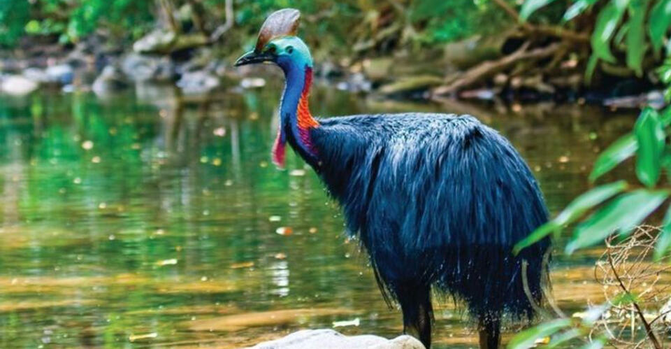 The World’s Greatest Rainforest Is a Wild Green Paradise of Turquoise ...