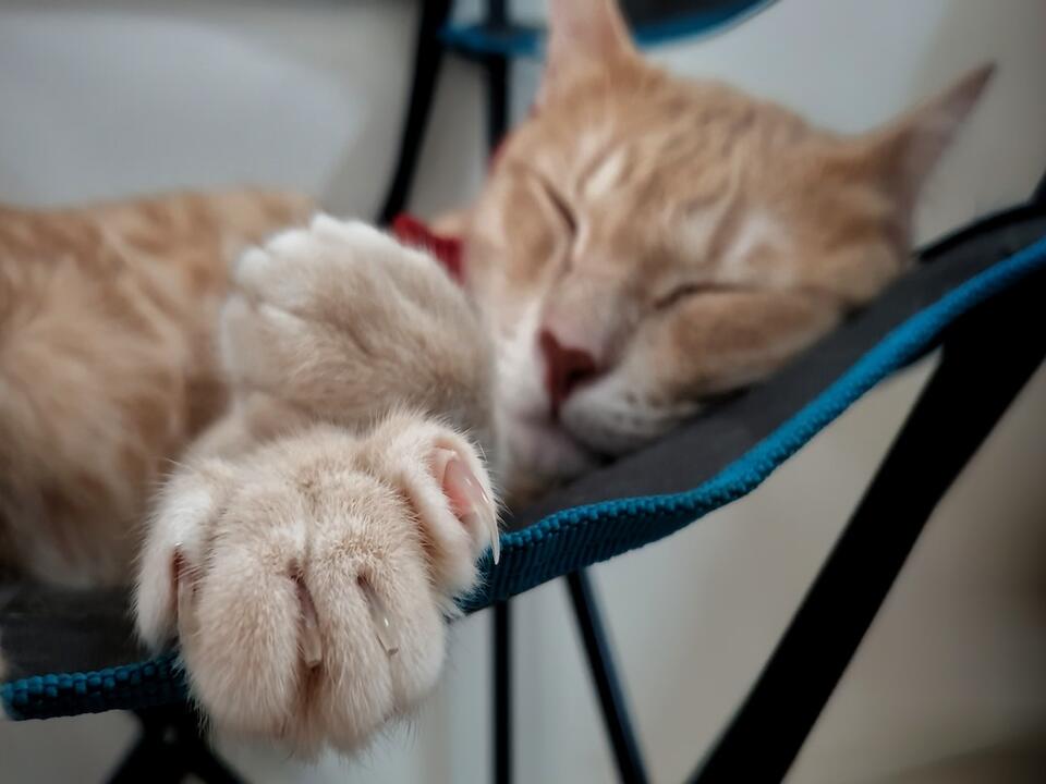 'Pawless' Orange Cat Still Managing to Make Biscuits on Mom Is the Best ...