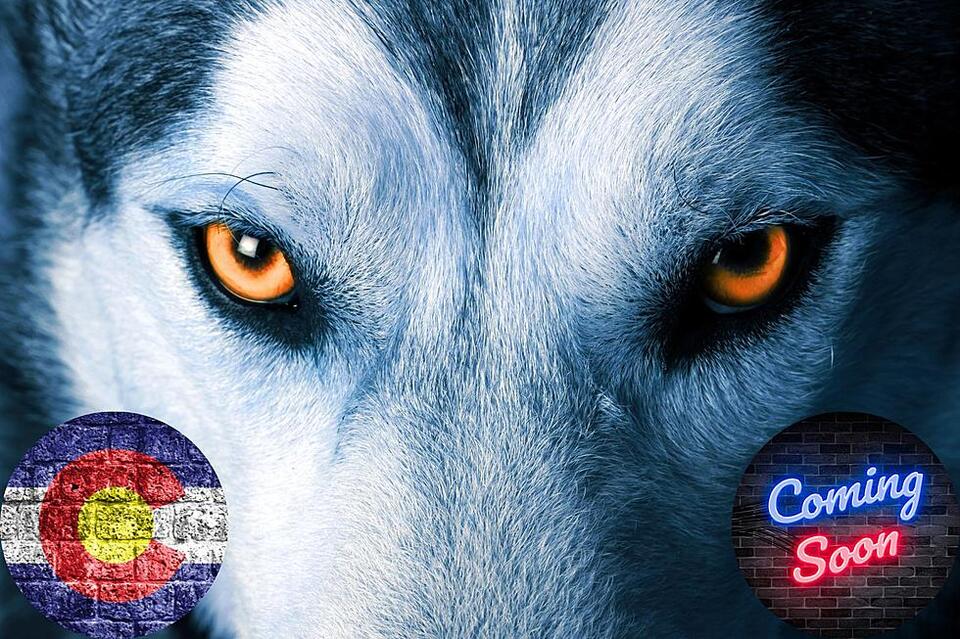 What Will it Be Like When Wolves are Reintroduced in Colorado? - NewsBreak