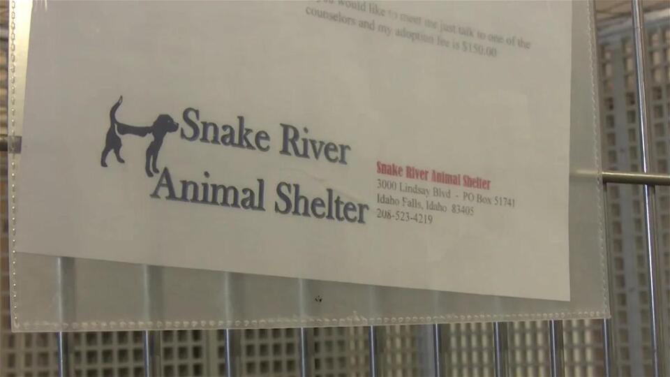 Snake River Animal Shelter to handle county strays - NewsBreak