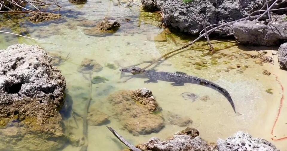 Cape Coral's Crystal Lake Park opens soon; gator safety concerns rise ...