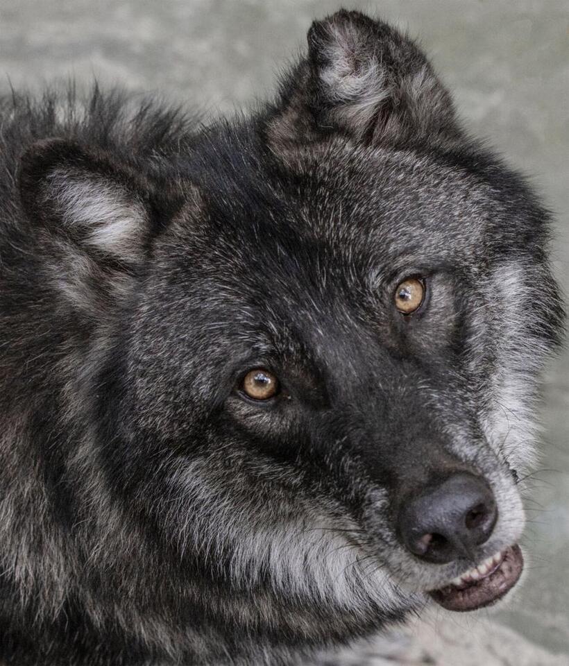ART BEAT: Gwinnett photographer Debra Barnhart chronicles the wolf ...