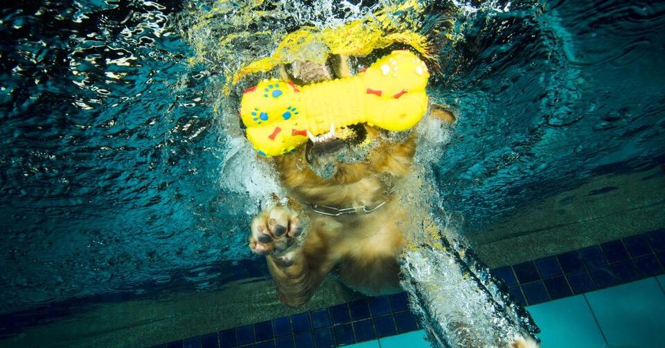 It Turns Out Dogs Can Actually Get Addicted to Their Favorite Toys ...