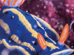 Scientists Have Reared These Colorful Sea Slugs From Egg To Adult For ...