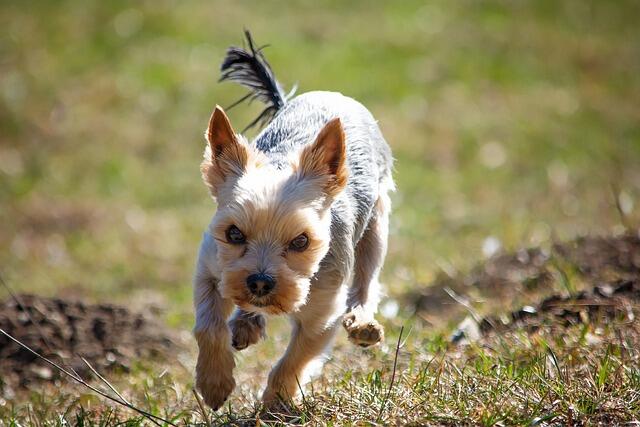 The Best 7 Yorkie Activity Trackers For 2026 - NewsBreak