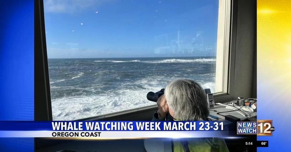Spring Whale Watching Week coming to the Oregon coast - NewsBreak