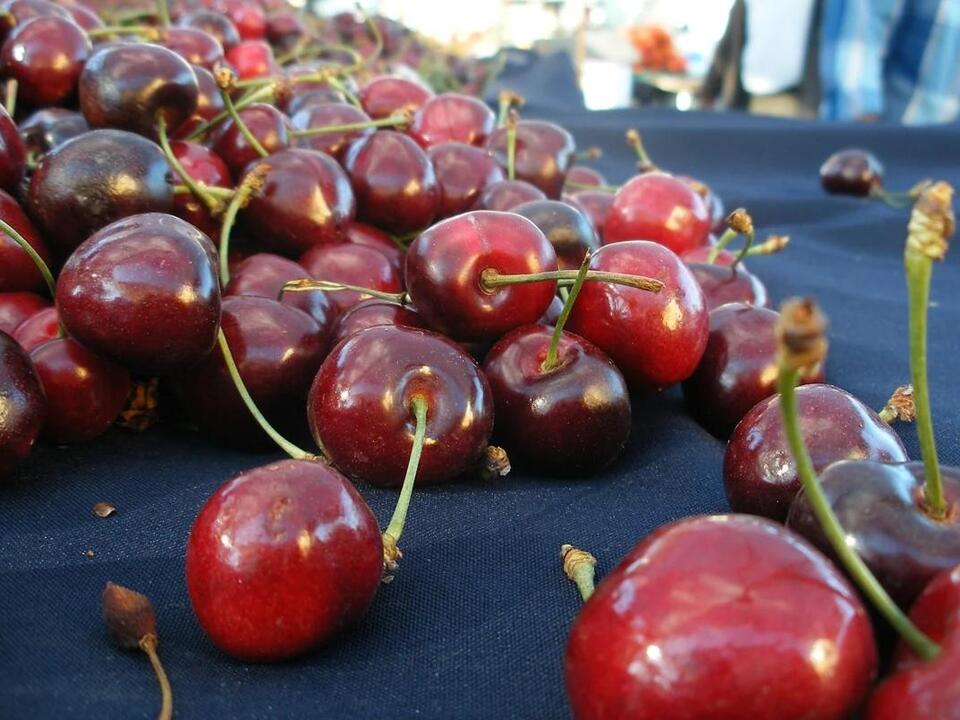 Pick-your-own cherries season has arrived in the Bay Area; here’s where ...