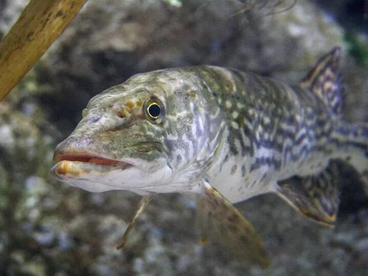 Boy, 8, left bleeding and screaming in agony after 'stabbing' bite from ...