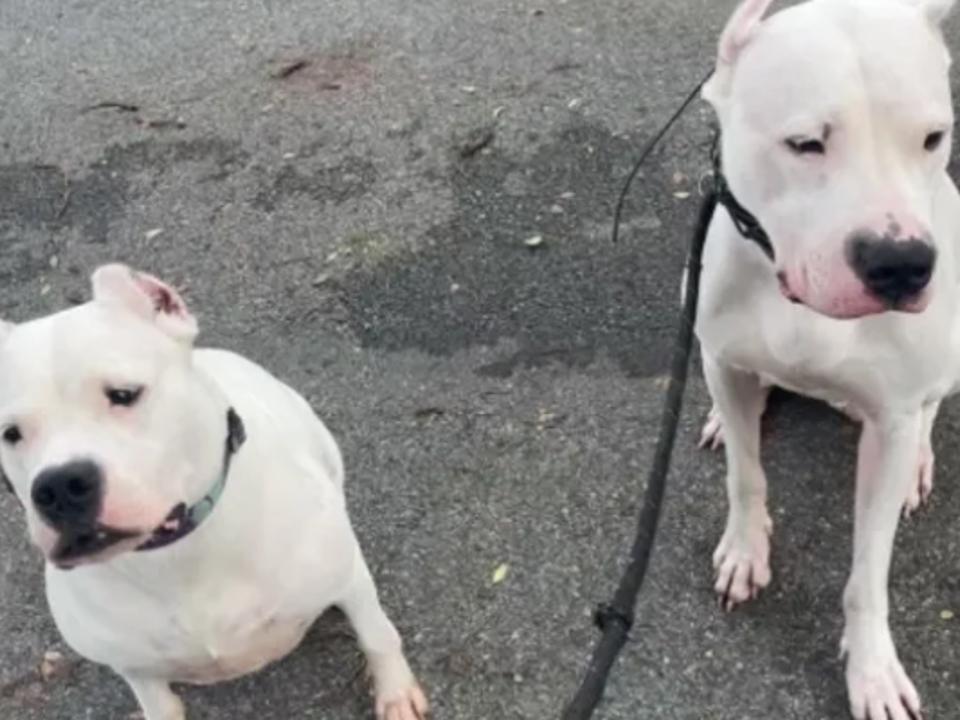 'They're my family:' DC woman struggles with vet bills after her two ...