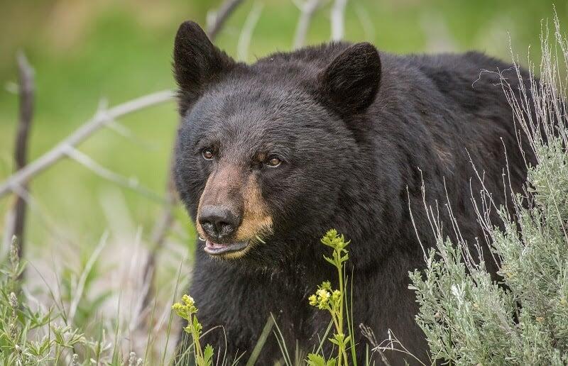 Lockdown at Washington Elementary School After Bear Scare - NewsBreak