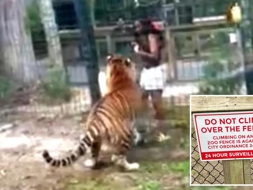 New Jersey zoo visitor charged after she’s caught on video jumping into tiger enclosure