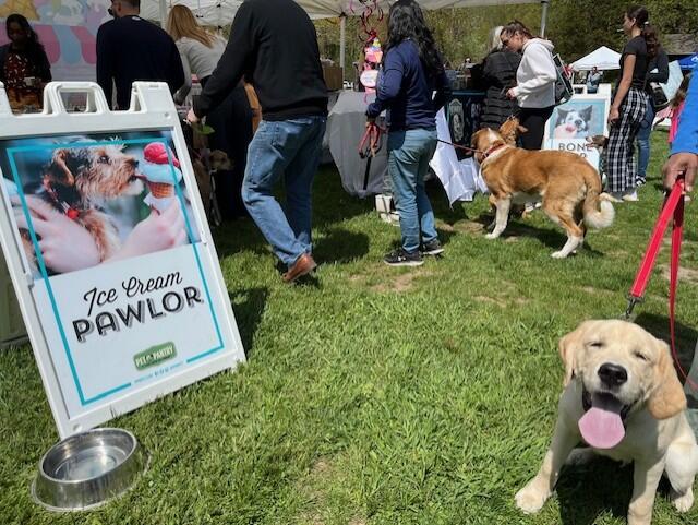 ‘We Share Our Love of Dogs’: Hundreds Attend ‘Dog Days New Canaan’ at ...