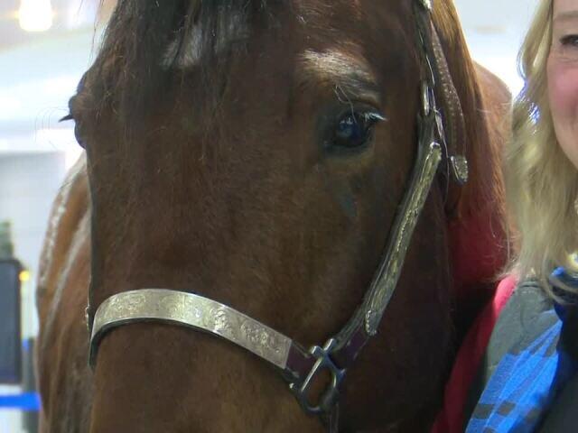 Lucky Stables horses help ATW announce new nonstop flight