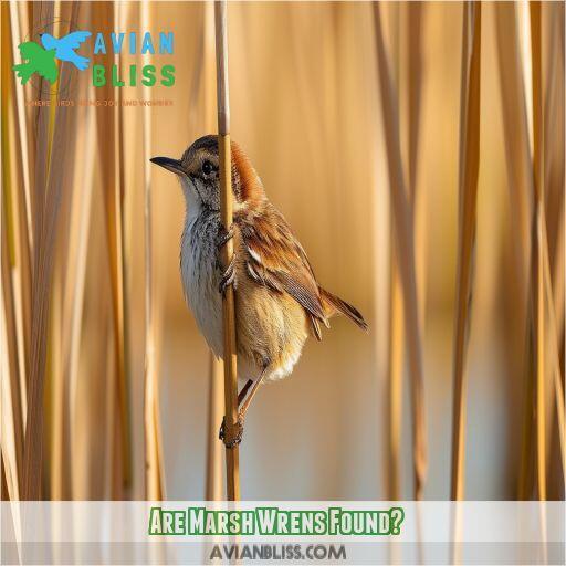 Marsh Wren: Tiny Songbird’s Shocking Secrets Revealed! Nature’s Hidden ...
