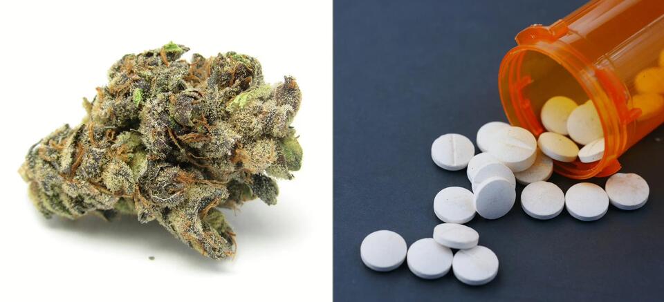 Study: Recreational Marijuana Legalization Linked to Fewer Opioid ...