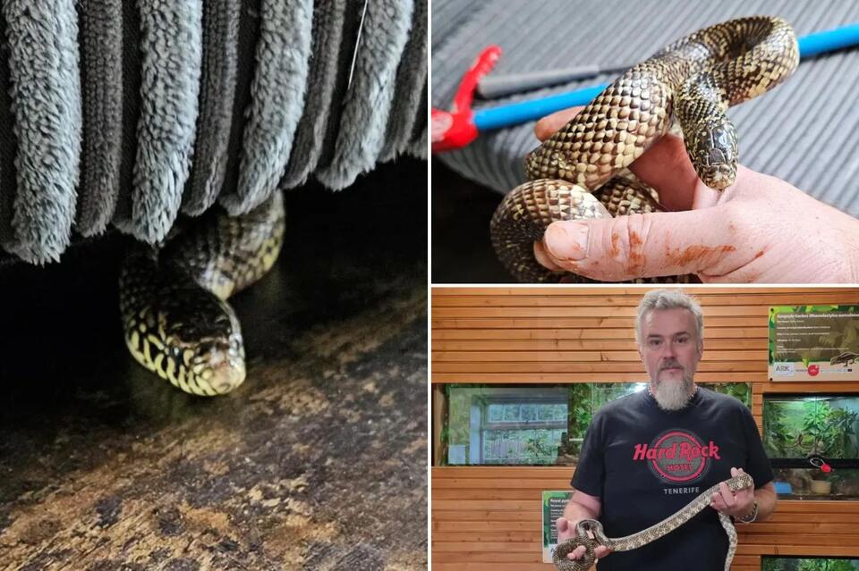 Family shocked when strange snake emerges from couch while they’re ...