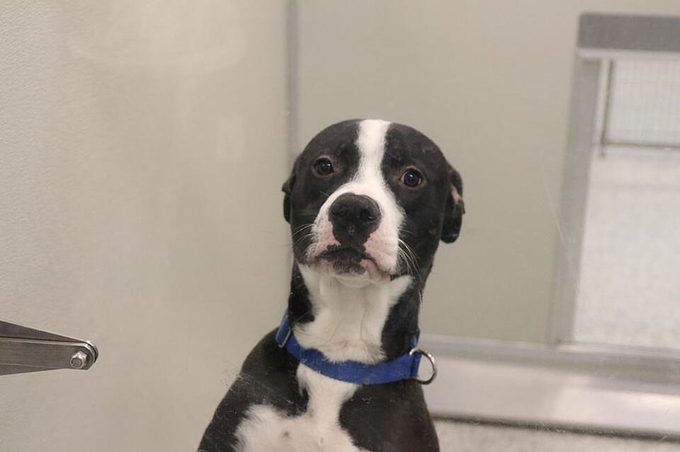 Boise’s Idaho Humane Society Rescues Puppies: How You Can Help - NewsBreak