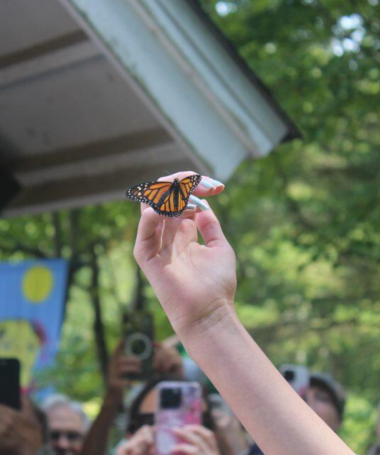 Pop Up Monarch Butterfly Release At Rockefeller State Park Preserve ...