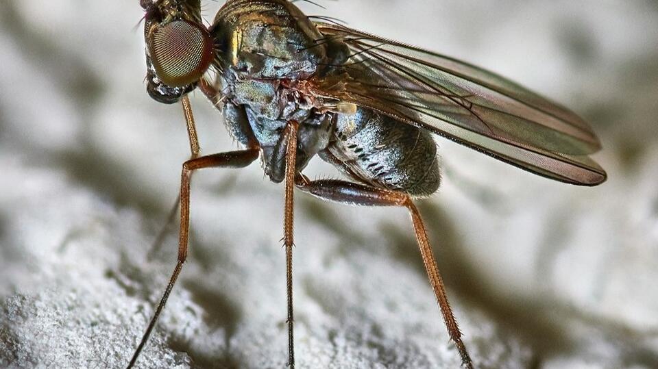 Think It’s Just an Itchy Bite? These Five Viruses Prove Wisconsin ...
