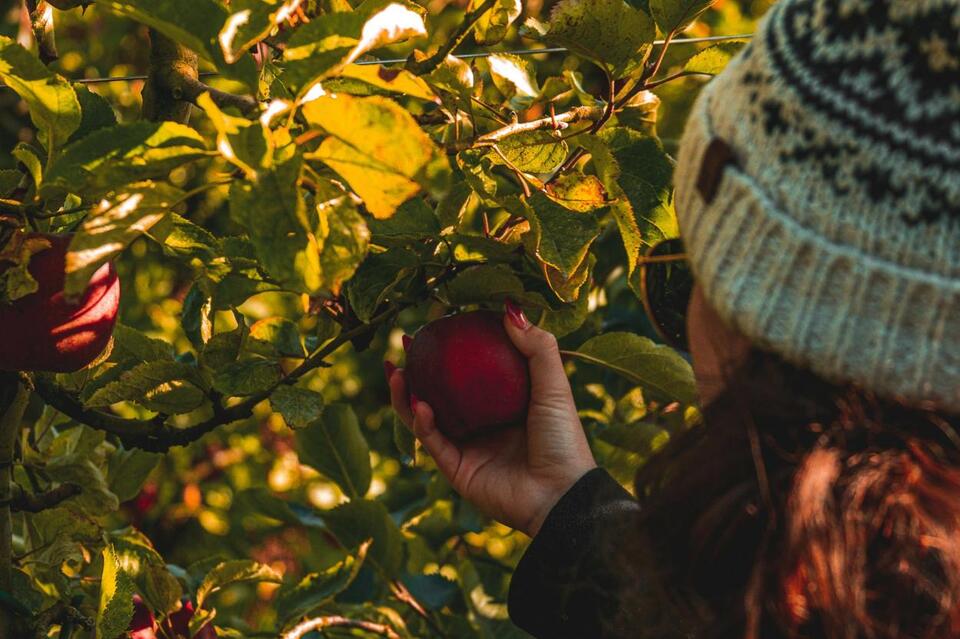 Social Media's Cracking Up Over Funny Viral Apple Picking Rant - NewsBreak