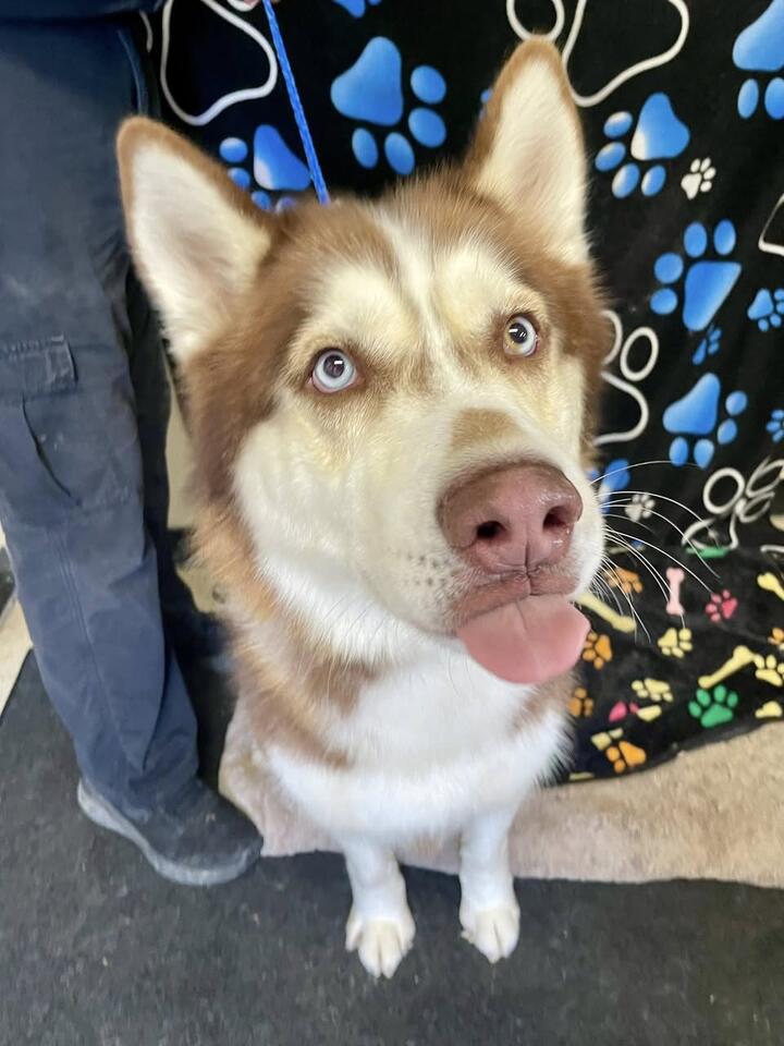 Energetic Husky Available at County Dog Shelter - NewsBreak