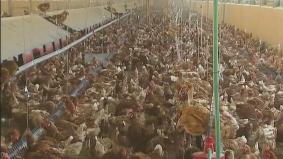 Bird flu concerns, human case in Wisconsin - NewsBreak