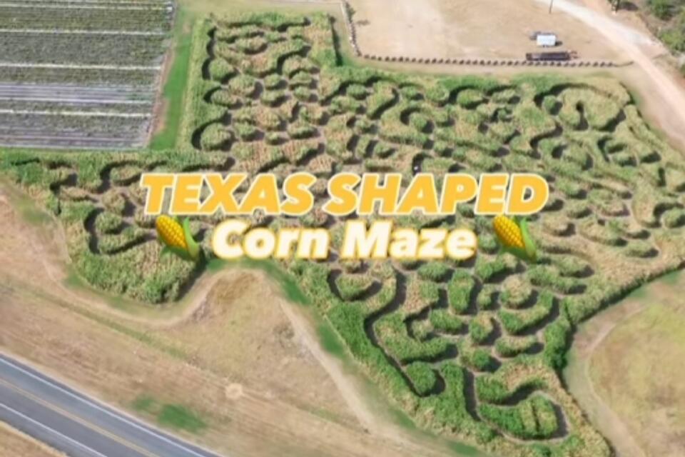 Visit the Texas Shaped Corn Maze in Marble Falls - NewsBreak