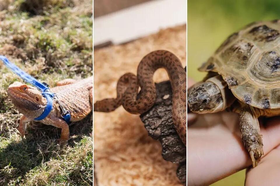 Colorado Allows You to Keep These Native Snakes + Reptiles as Pets in ...