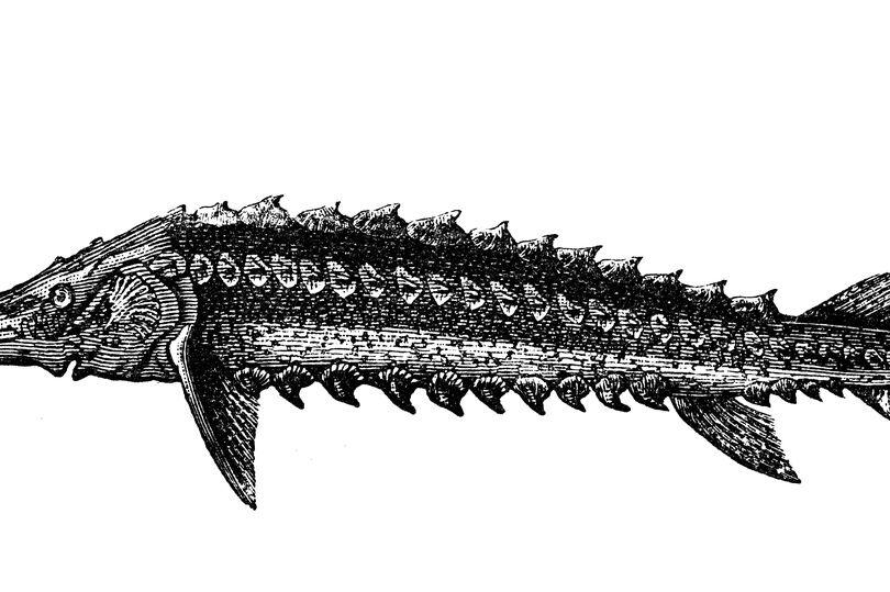 Massive fish long thought extinct found in Irish waters - NewsBreak