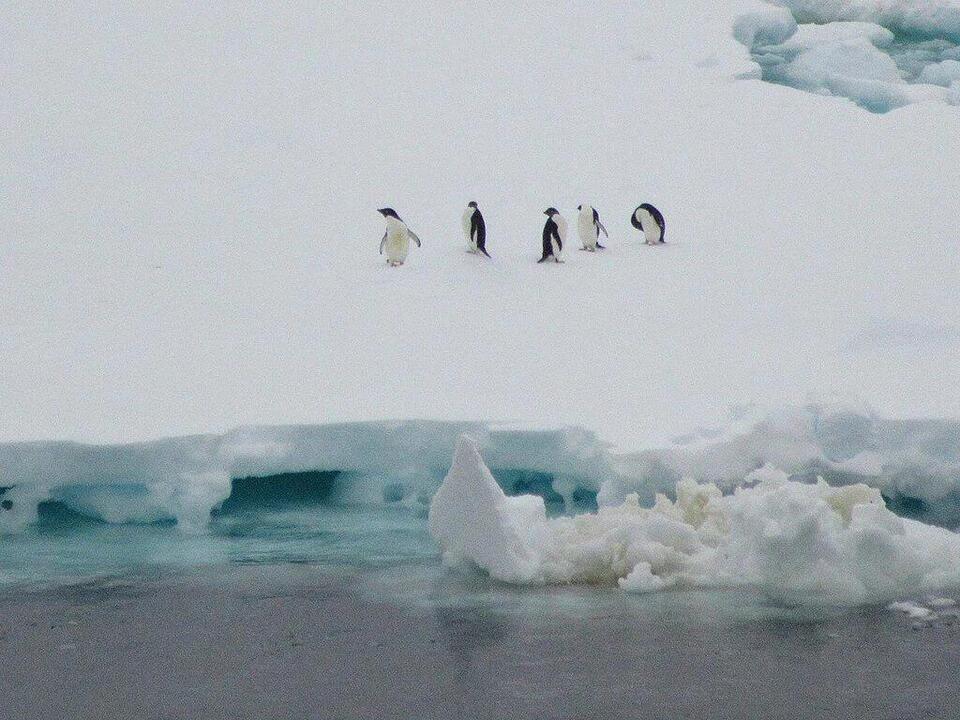 How Some Creatures Can Survive Being Frozen Solid - NewsBreak