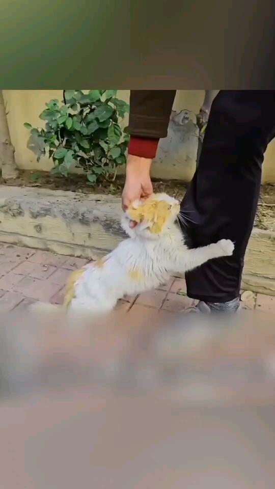 The Mother Cat Who Never Gave Up on Her Kittens 😿💔 #scoopzreels - NewsBreak