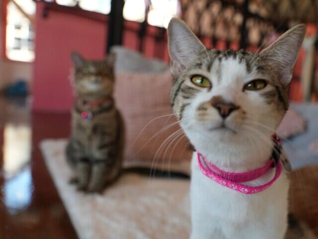 Tulsa's new cat cafe reservations filling up after long-awaited grand ...