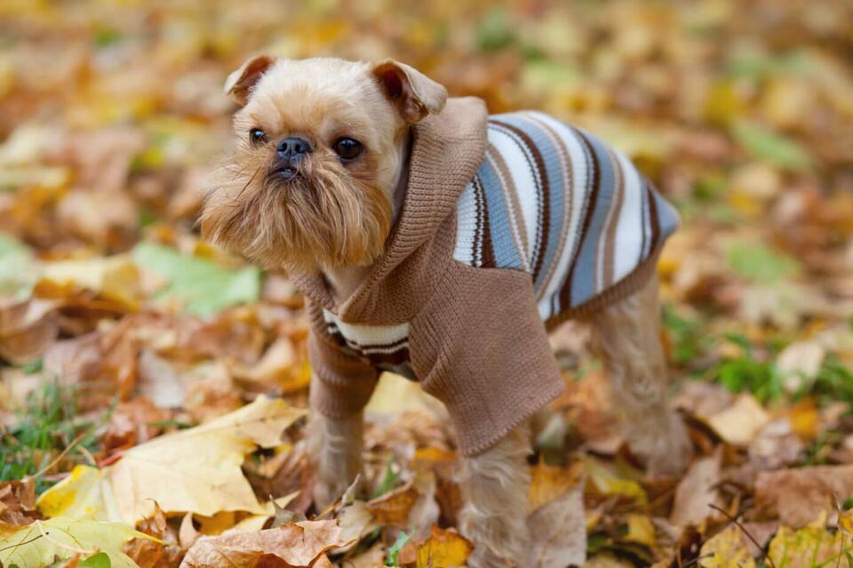 11 Smartest Small Dog Breeds That Can Learn Anything in a Snap - NewsBreak