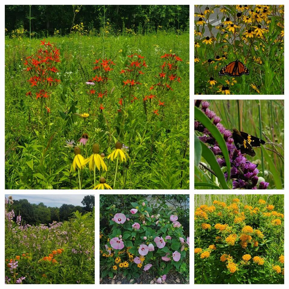 The Native Yard Project and Mansfield Permaculture offer grants for ...