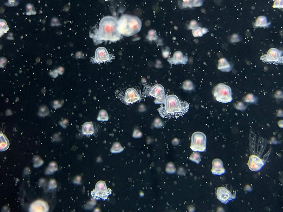 Jellyfish That Never Die: The Secret of the Immortal Turritopsis ...