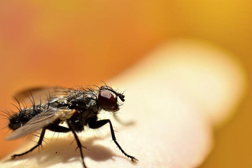 Maine: Beware of Black Flies This Year, They’ve Become More Dangerous ...