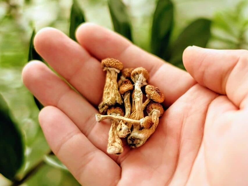 Magic mushrooms are the most popular psychedelic drug