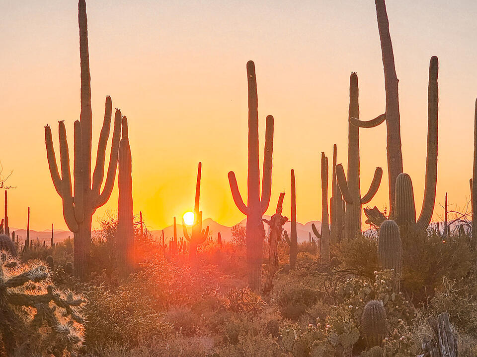 10 Beautiful Trails To Fall in Love With at Saguaro National Park ...