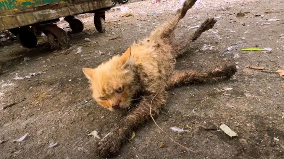 Motionless Cat Lying On The Roadside Faces His Final Moments While ...