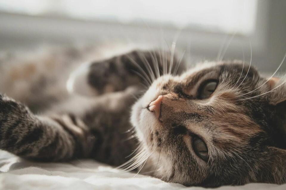 What Makes a Cat Choose One Person Over Another? - NewsBreak