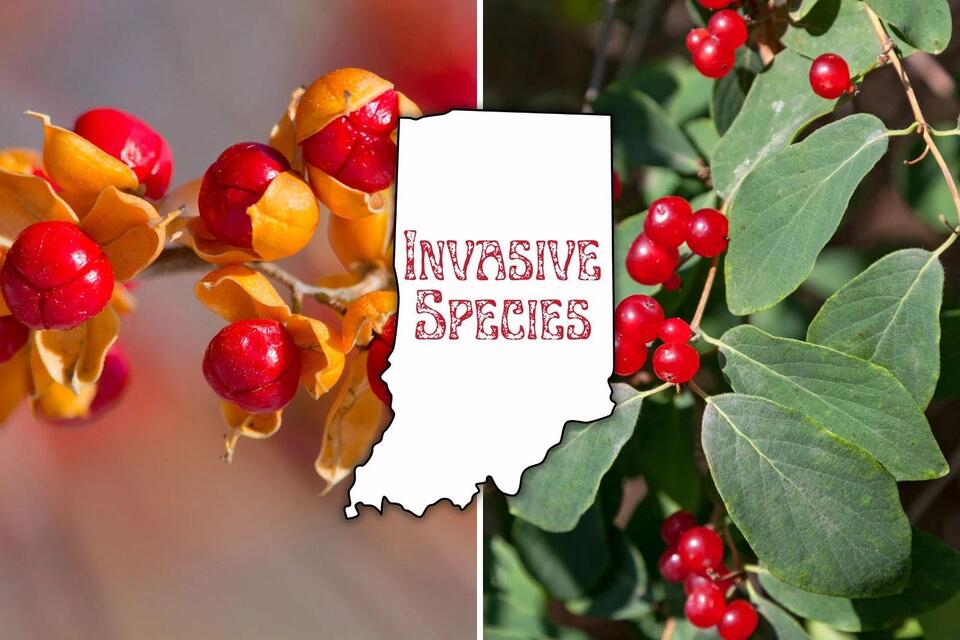 Indiana Winter Berries Reveal Fast Spreading Invasive Plants - NewsBreak