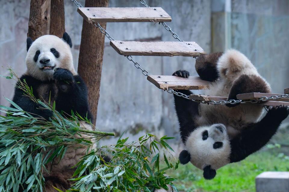 13 Funny ‘Zoo’ memes perfect for animal lovers - NewsBreak