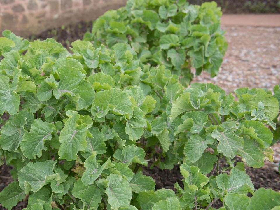 Expert Guide On How To Grow And Care For Tree Collards