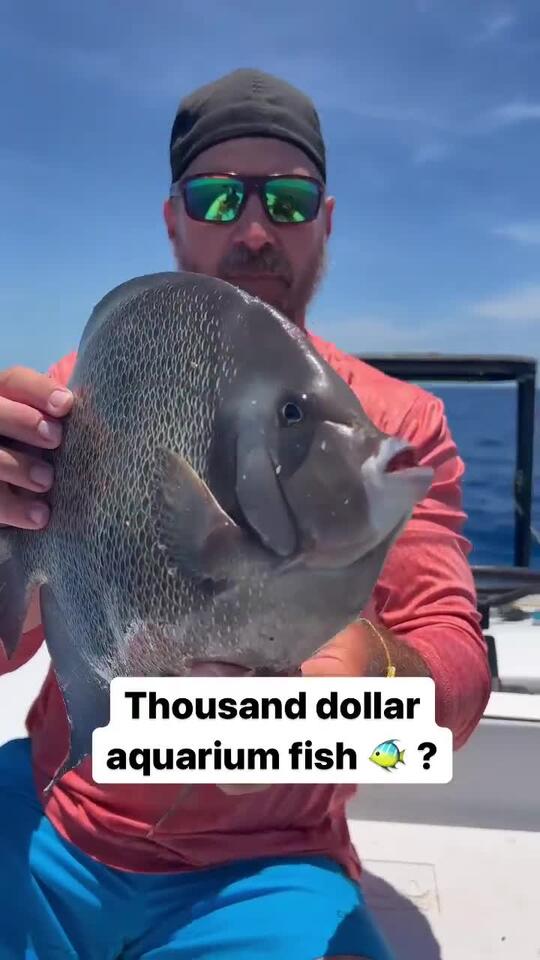 1000 aquarium fish The Bahamas is the worlds biggest aquarium Jaw ...