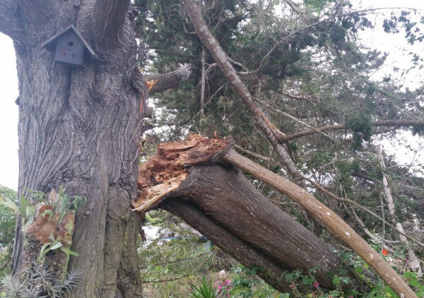 Winter storms and strong winds—protecting property from falling ...