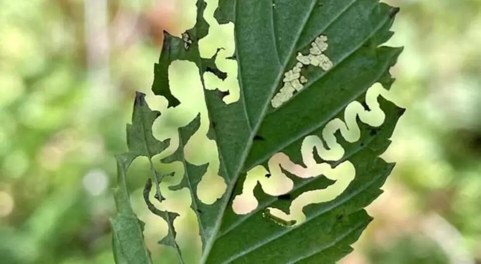 New Invasive Insect Threatens Elm Trees In Minnesota: What You Need To ...